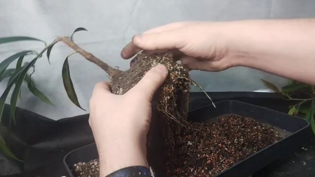 √4 фикус 131 (Бонсай)