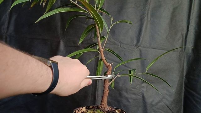 √6 фикус 131 (Бонсай)