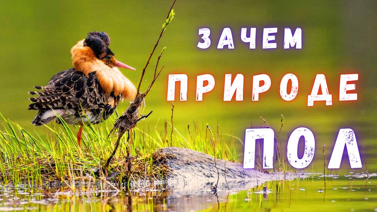 Загадки Эволюции и Гендерное Разнообразие в Природе \ Жизнь на Земле