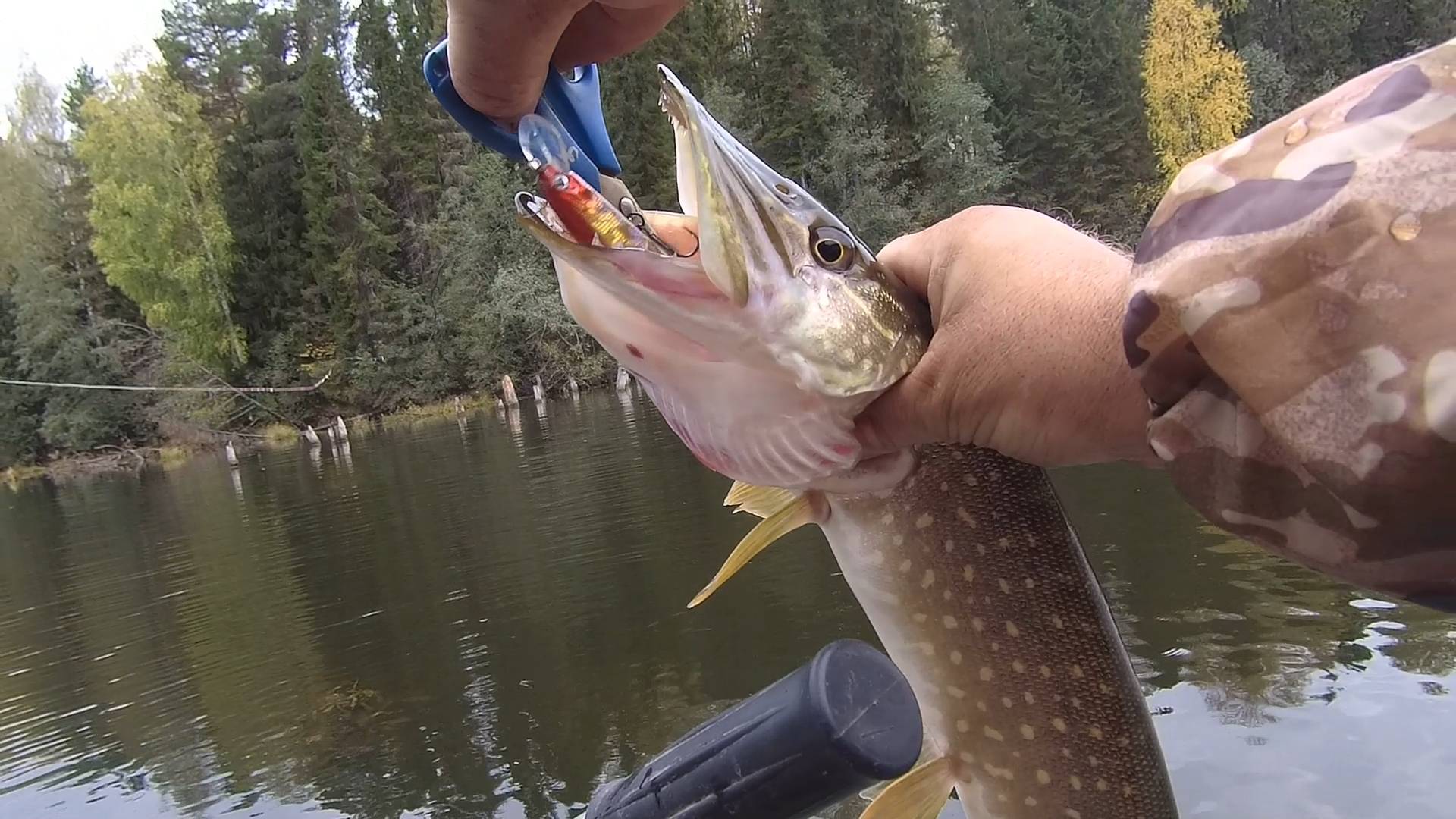 Наши пруды, озёра, Осень золотая!!! Осенний твичинг крупными воблерами.