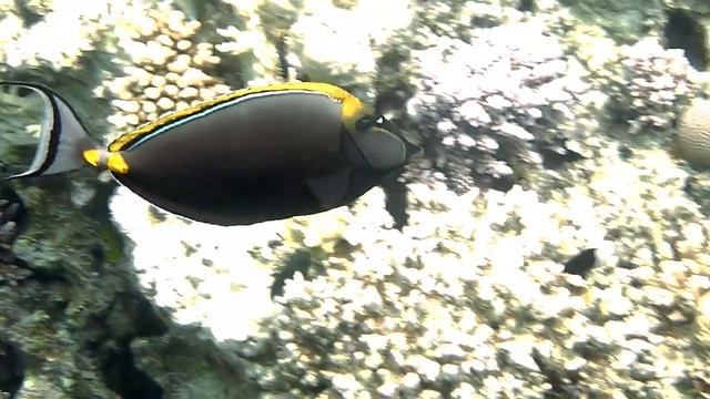 5. Фанара, часть 5