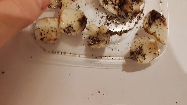 Размножение лилий. Проверяем что получается.
#shorts