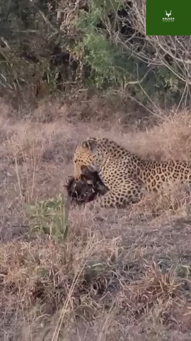 Медоед против леопарда
Отблагодарить:
4276 3800 4614 2027
СБЕР
#медоед #honeybadger #леопард #драка