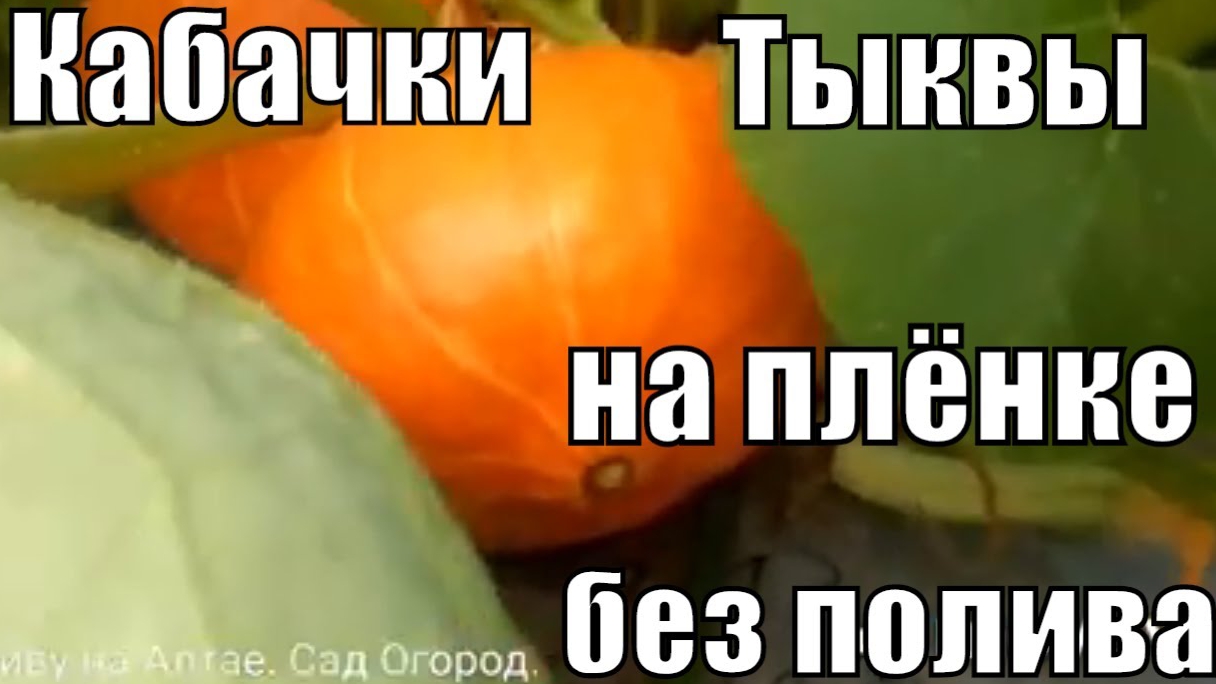 Грядка-термос на дёрне. Июль, без полива кабачки и тыквы