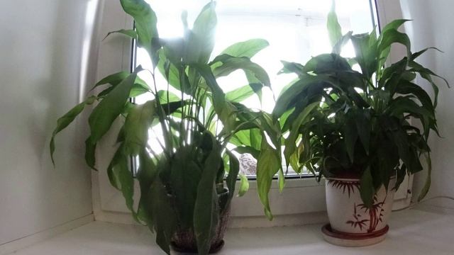 Цветок после полива.