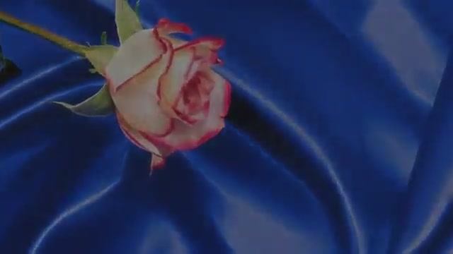 "Твои слова порой нежнее шёлка" - стихи о любви - поэт Нина Игнатова