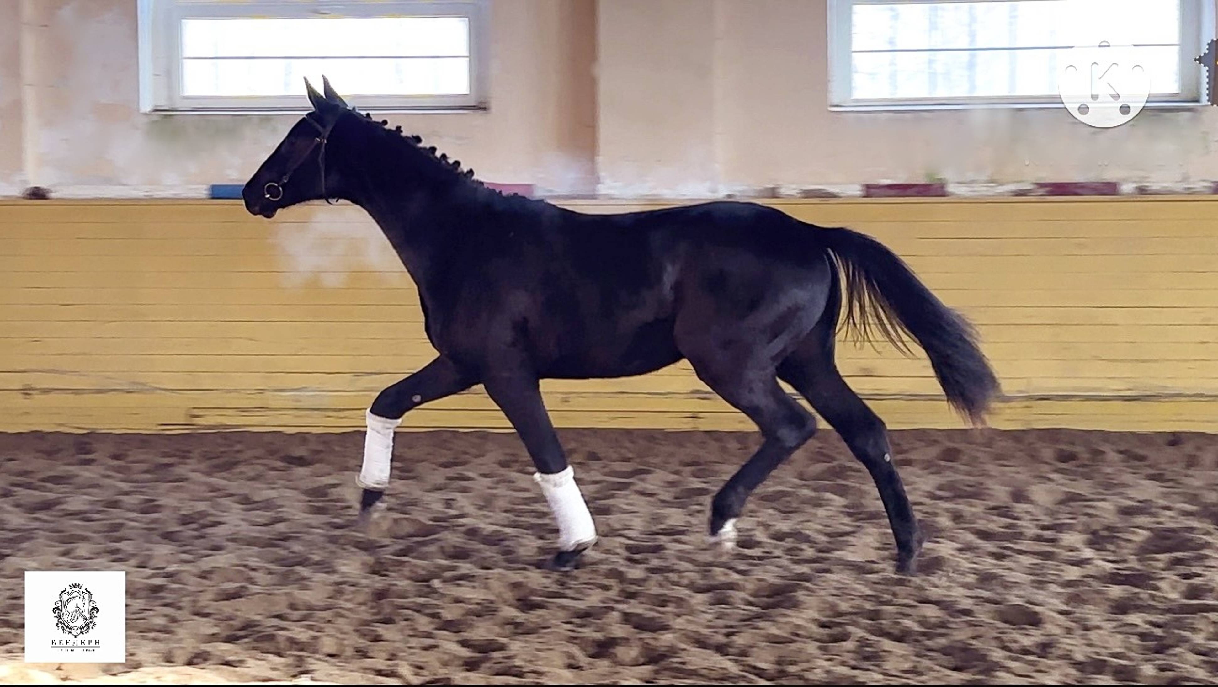 Жеребец ХАЙВАНЬ WD, 2023 г.р.