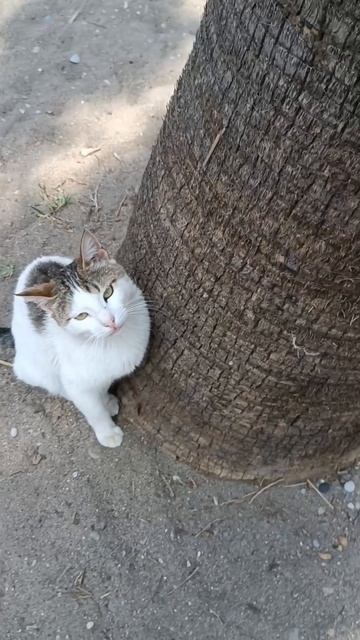 кот