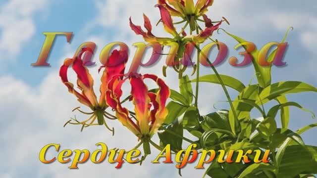 ГЛОРИОЗА - огненная лилия