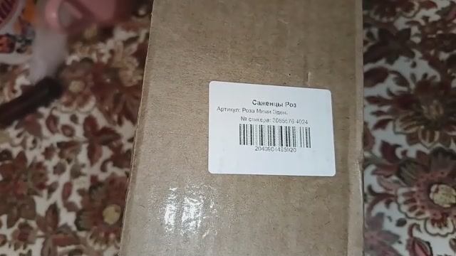 Распаковка розы спрей Мими Эден, купленной на Wildberries и что с ней стало через 10 дней
