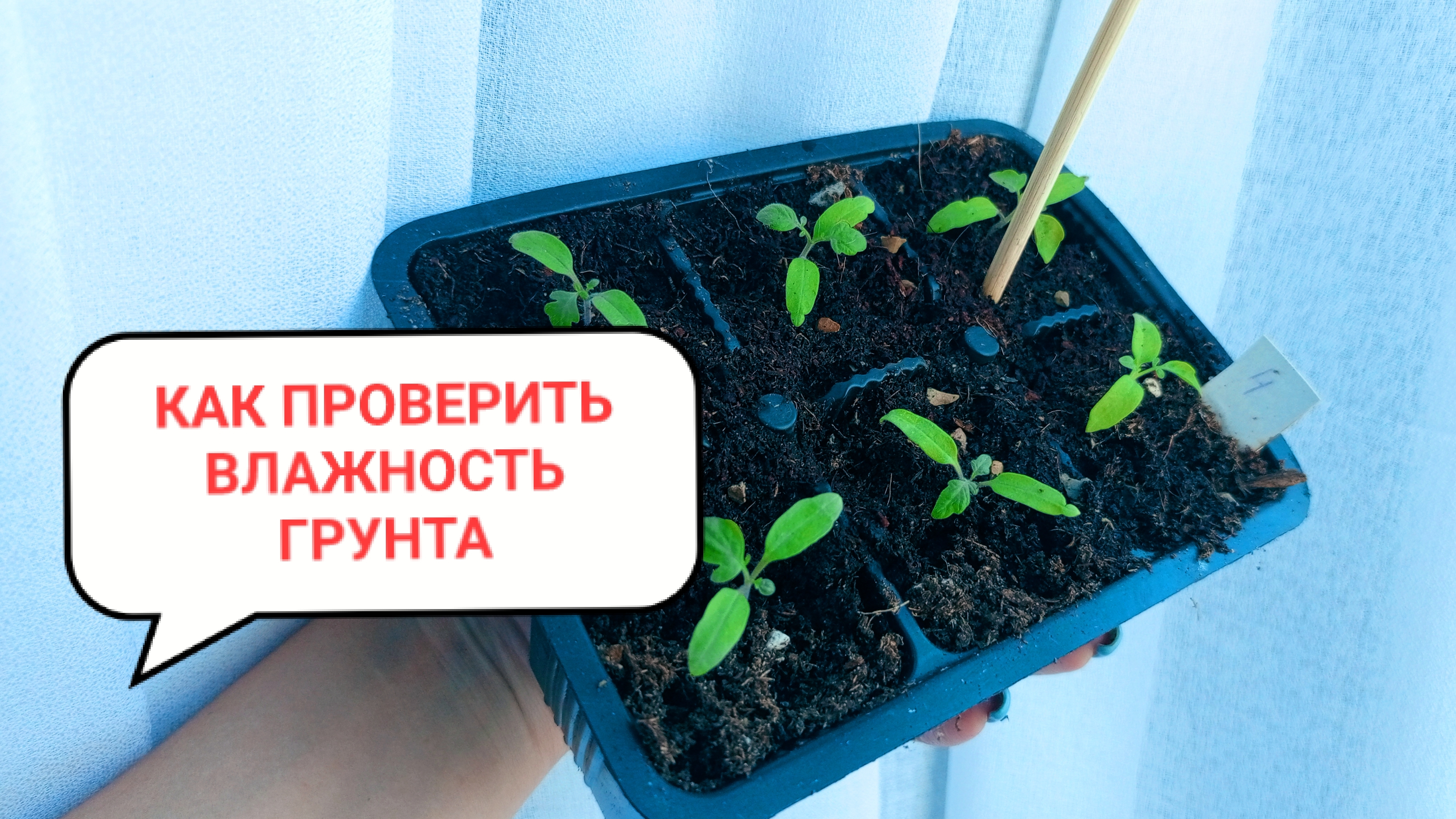 Как проверить влажность грунта у Рассады. Дача для начинающих