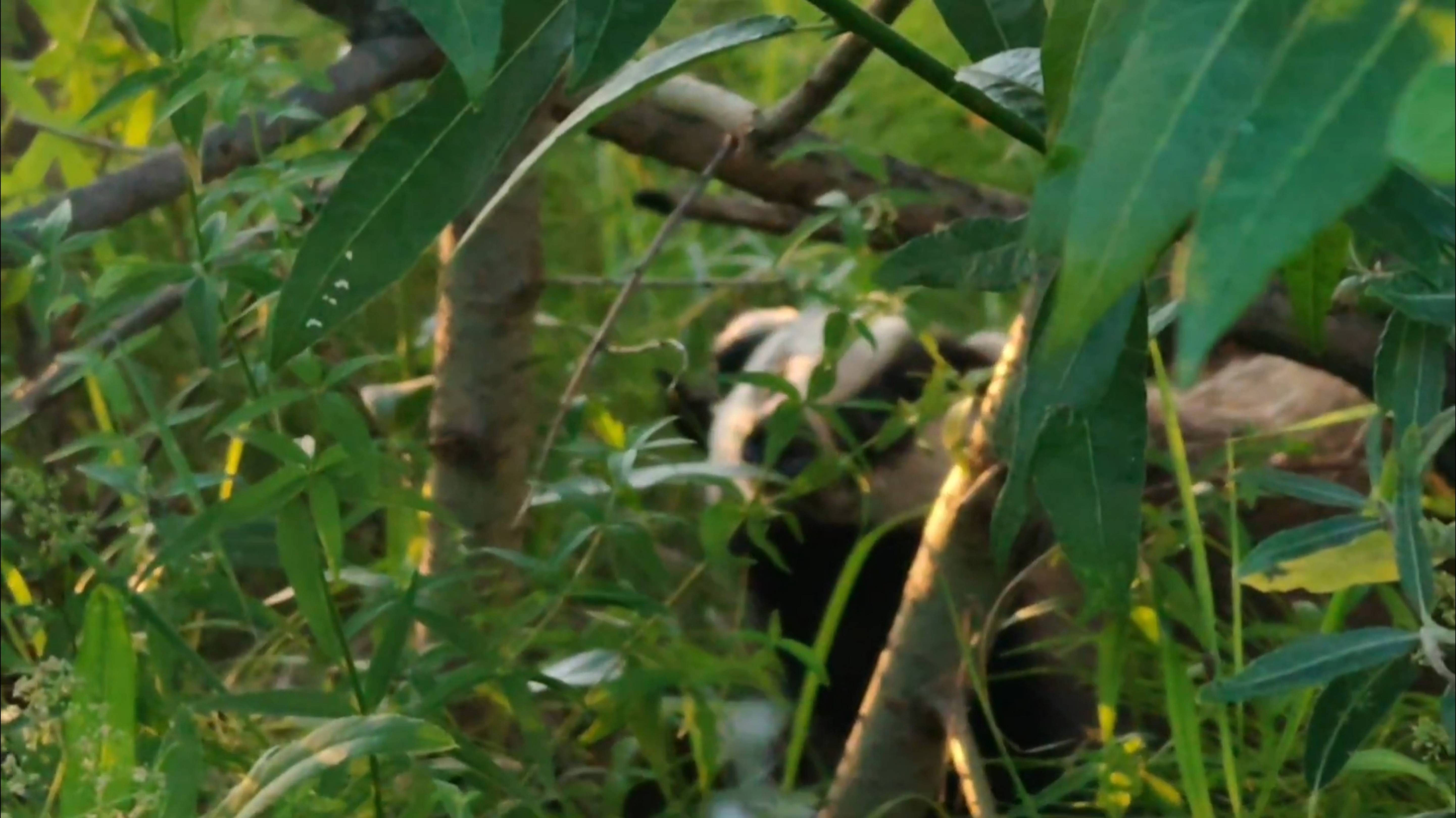 Шорох в кустах или ЗДРАВСТВУЙТЕ-ЗДРАВСТВУЙТЕ,, Я БАРСУК.