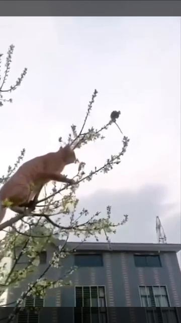 КОТ  И  МЫШЬ  - ДВА ЦИРКАЧА...