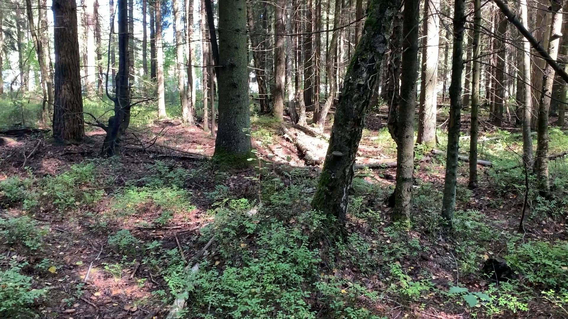 Енот педро танцует в лесу, песня pedro летнее настроение)