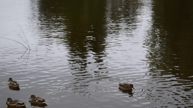 Загадочная природа парка Монрепо.