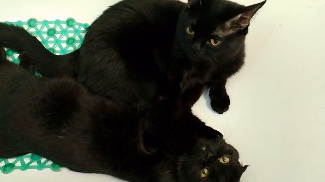 ☝️✨ВНИМАНИЕ, КОНТЕНТ 18+😂БРАЧНЫЕ ИГРЫ КОТИКОВ🐈⬛🐈⬛