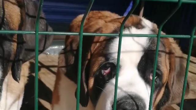 Маленькие , миленькие щеночки)