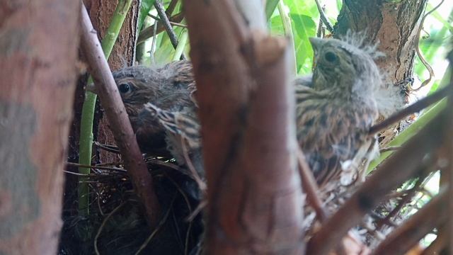 Малиновка в деревне 2