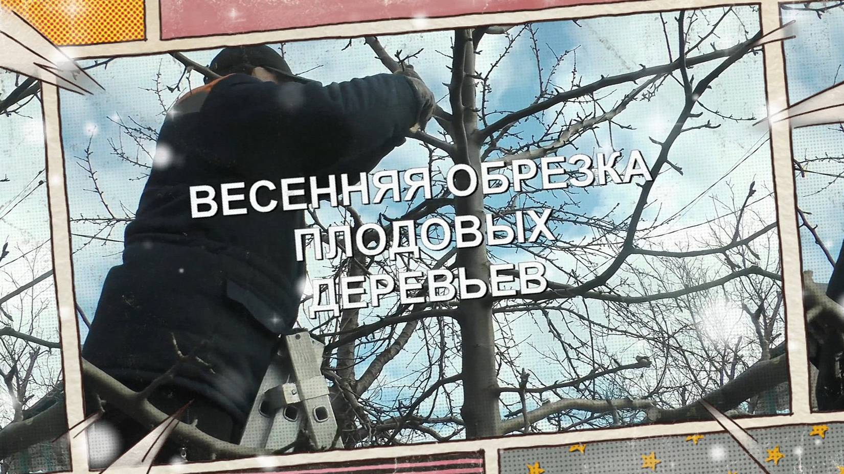 Весенняя обрезка плодовых деревьев. 1 часть. Обрезка яблонь и груши.