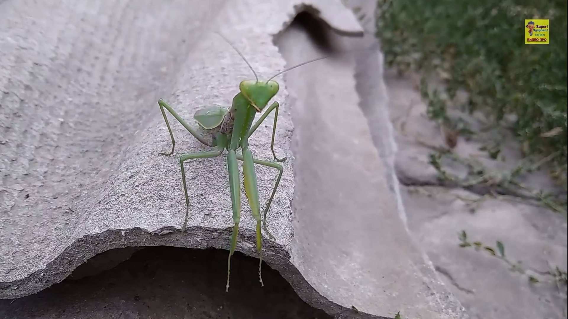 Богомол нападает