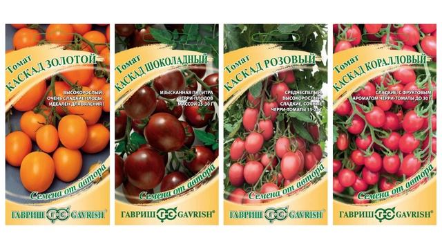 НА НИЗКОМ СТАРТЕ. ВЫБИРАЕМ ТОМАТЫ.