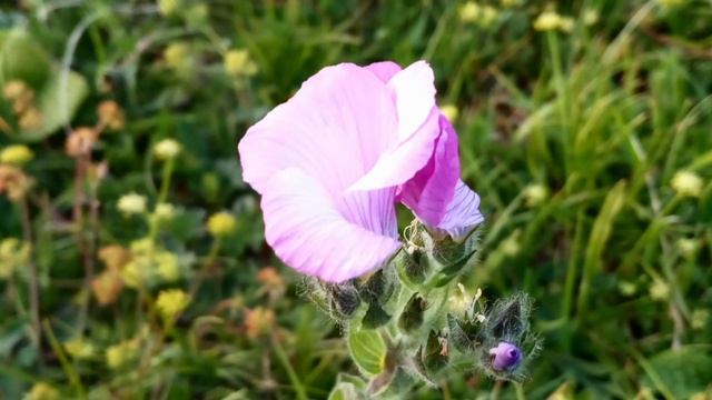 Альпийские цветы