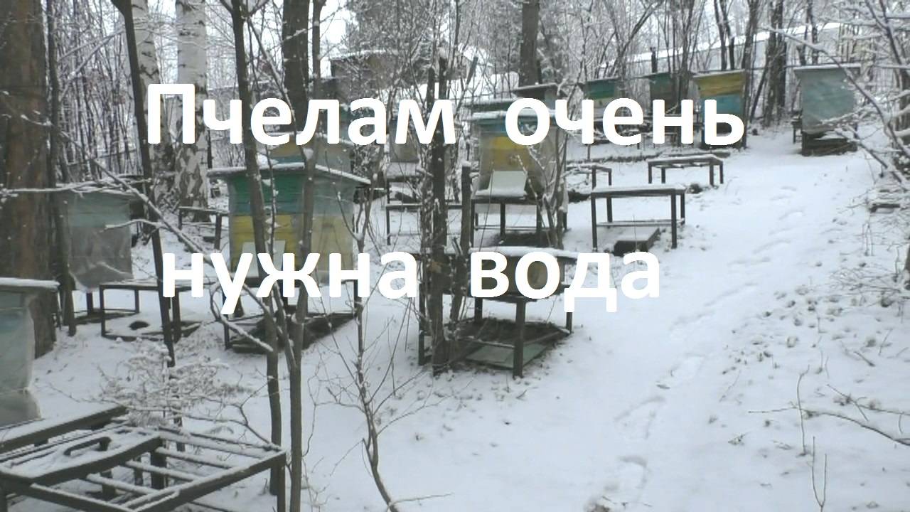 Пчел весной подкармливаю водой