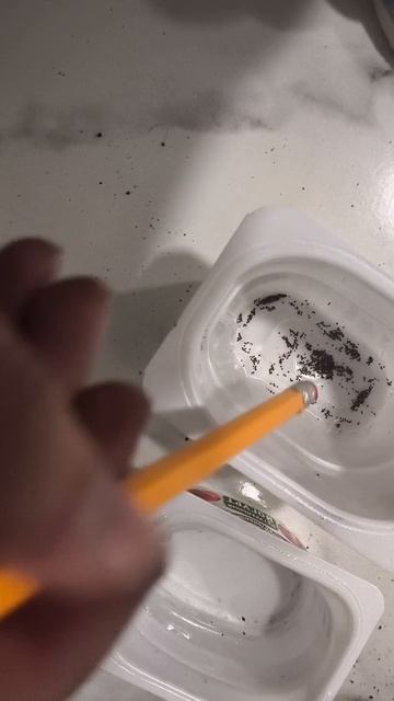 сажаем петунию без пикировки