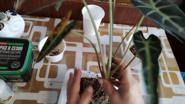 Алоказия Бамбино. А девочка подрасла 💞