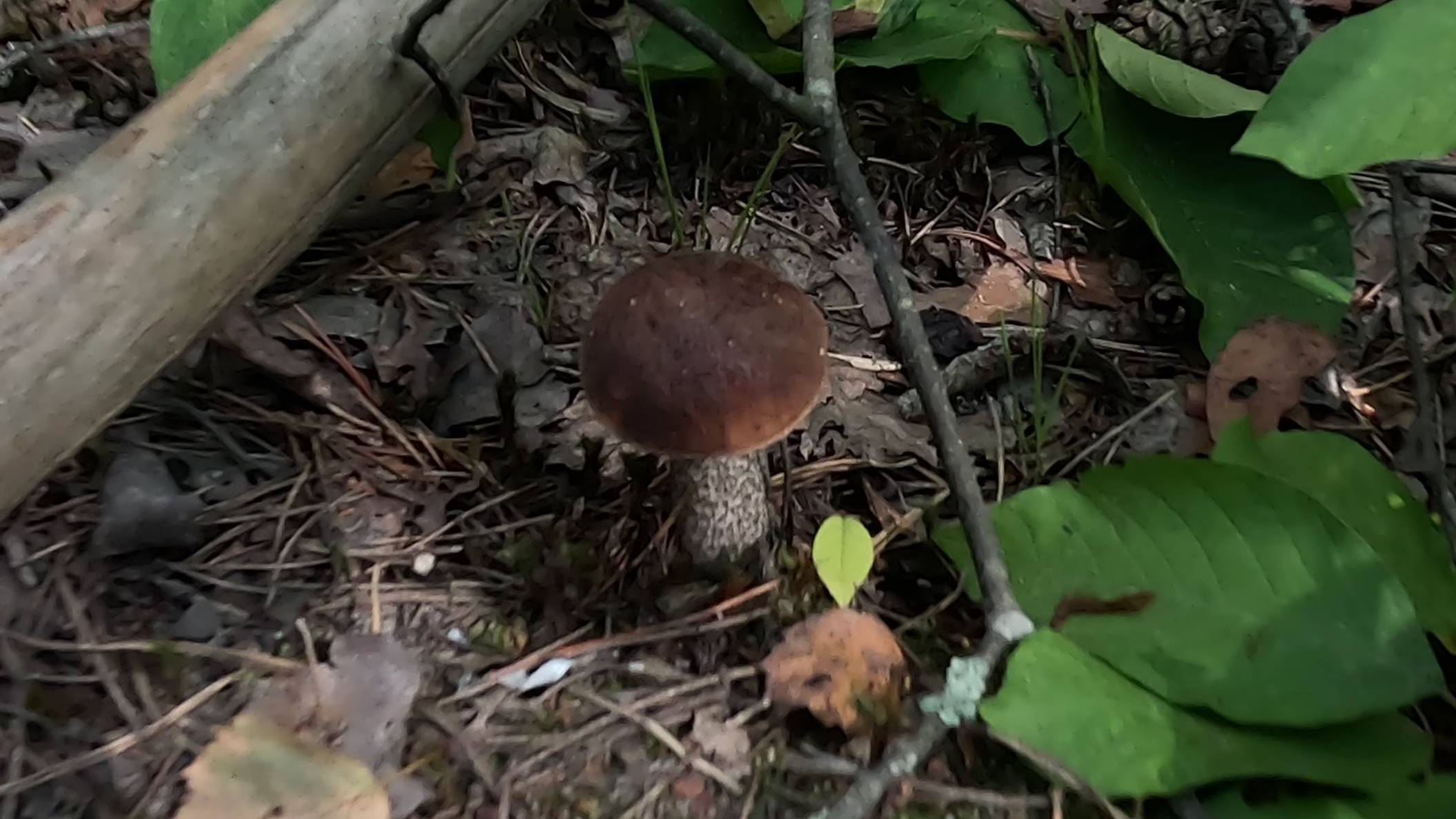 Если встречаются грибы подберезовики, собираю только крепкие и свежие для приготовления грибных блюд