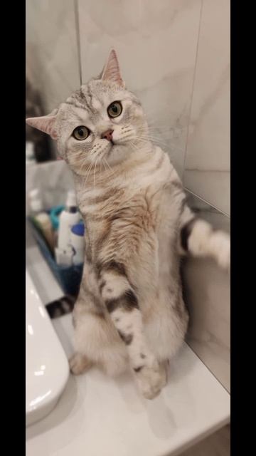 фото моего кота #2