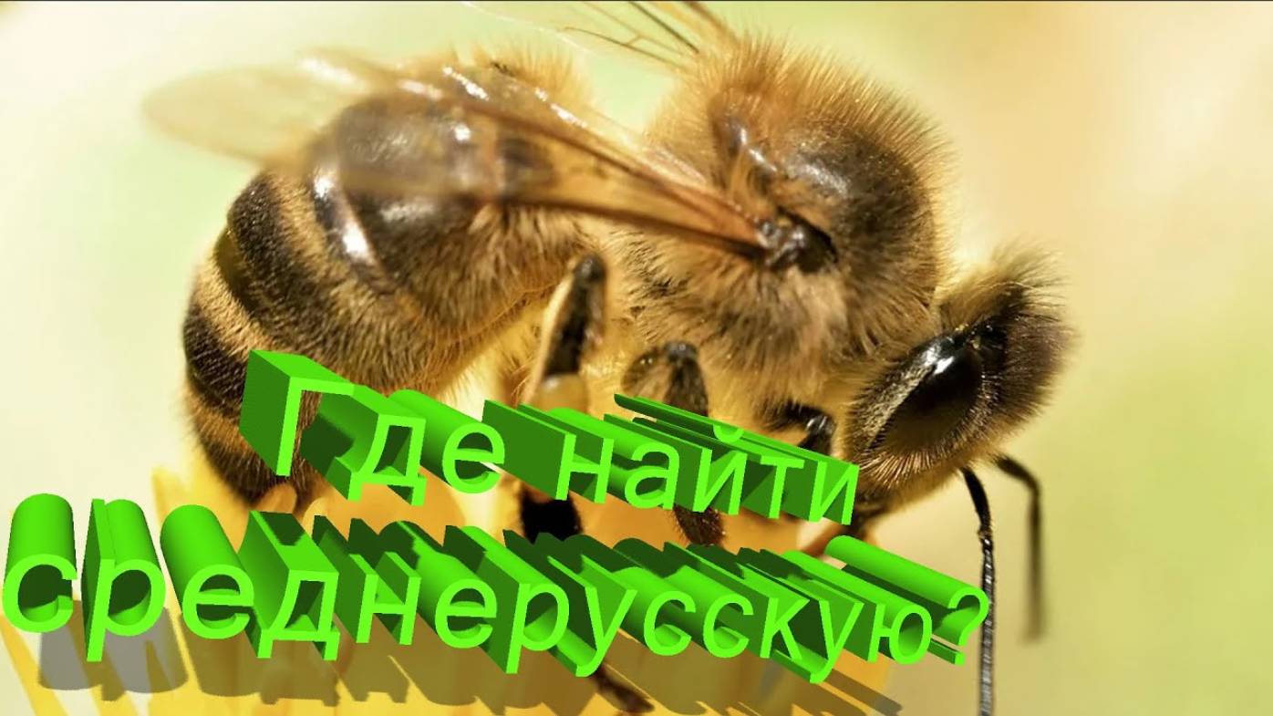 Исчезающая порода: Кто сохраняет среднерусскую пчелу? Мнение Кашковского