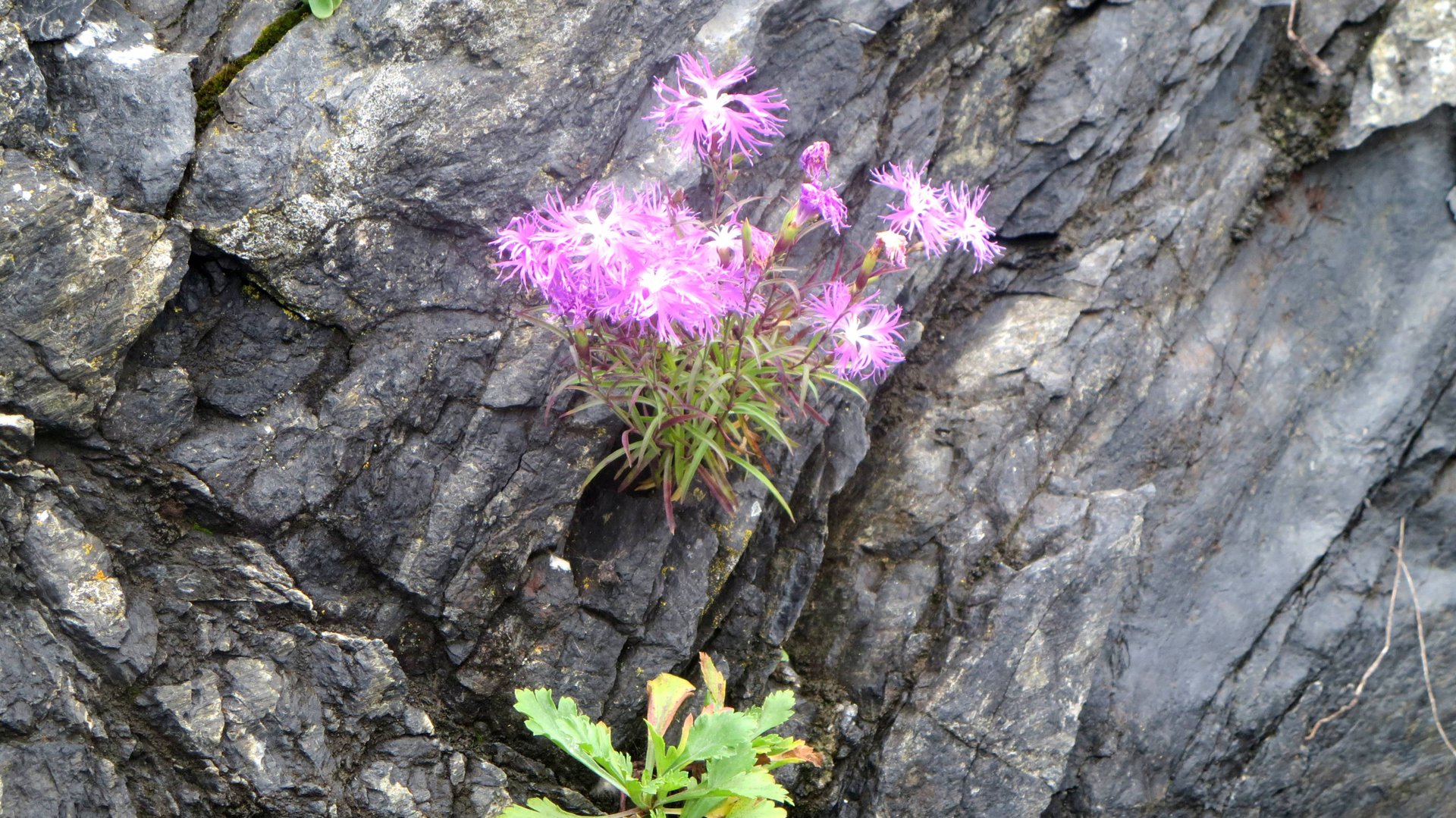 Цветущий Сахалин. Путешествие на край света. Записки лягушки-путешественницы.