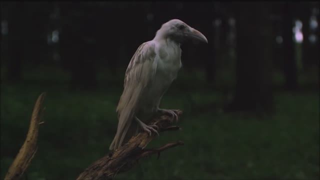 Андрей МИСИН "Белый ворон"