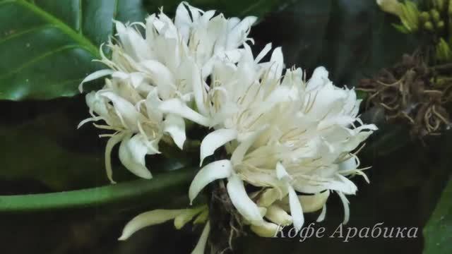 БЕЛЫЕ ЦВЕТЫ - Сергей Чекалин