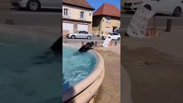 Смешные моменты с кошками и собаками – Эпизод 63