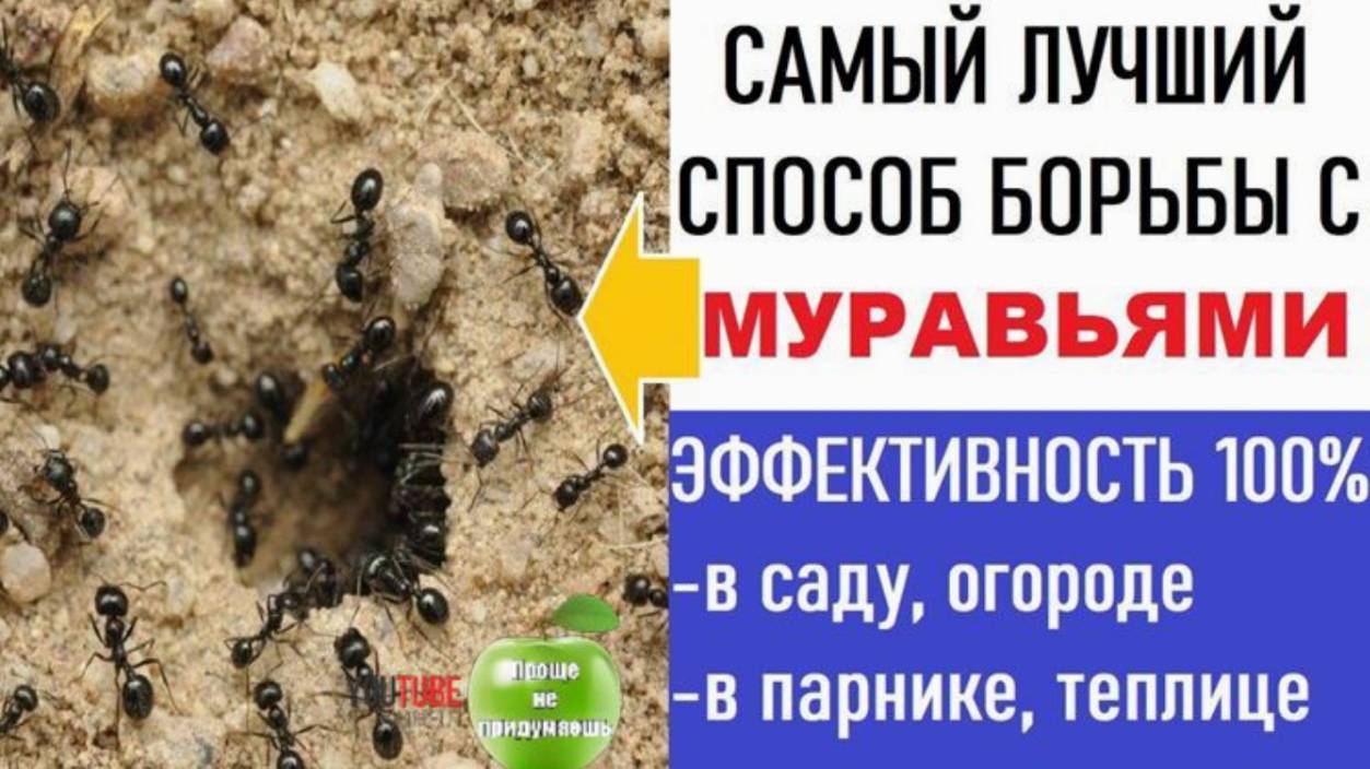 Лучший способ борьбы с муравьями. Средство от муравьев в саду и огороде.