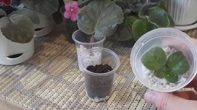 ПЕРЛИТ - 4 способа использования для Фиалок!