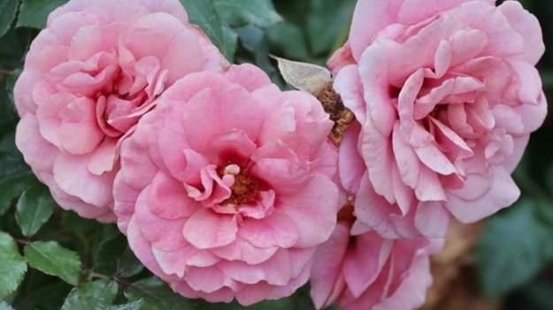 Распаковка посылки с розами от Розомания весна 2023