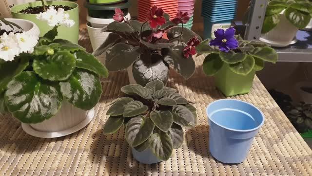 Фиалки! Какой выбрать горшок, чтобы цвели и радовали7