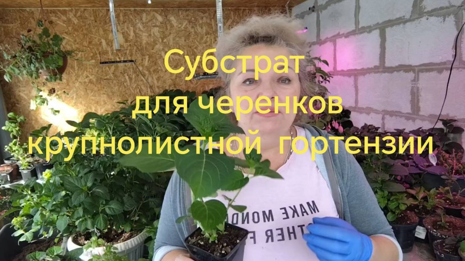 Провожу эксперимент. Субстрат для черенков крупнолистной гортензии.