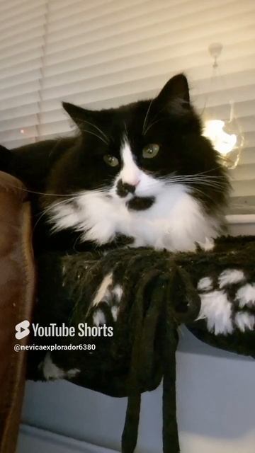 Жозефина смотрит клипп на компьютере за моей спиной