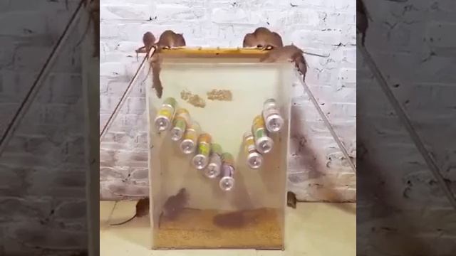 Как ловить мышей и крыс