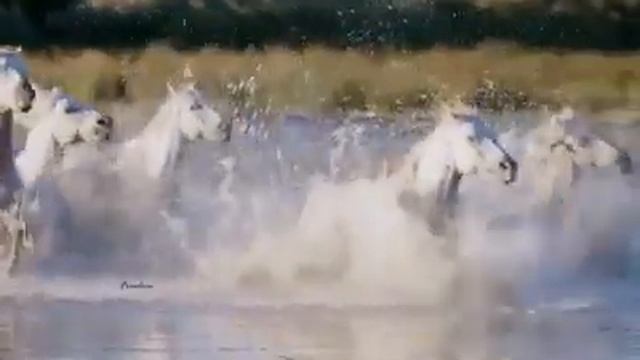 Сергей Грищук   Freedom