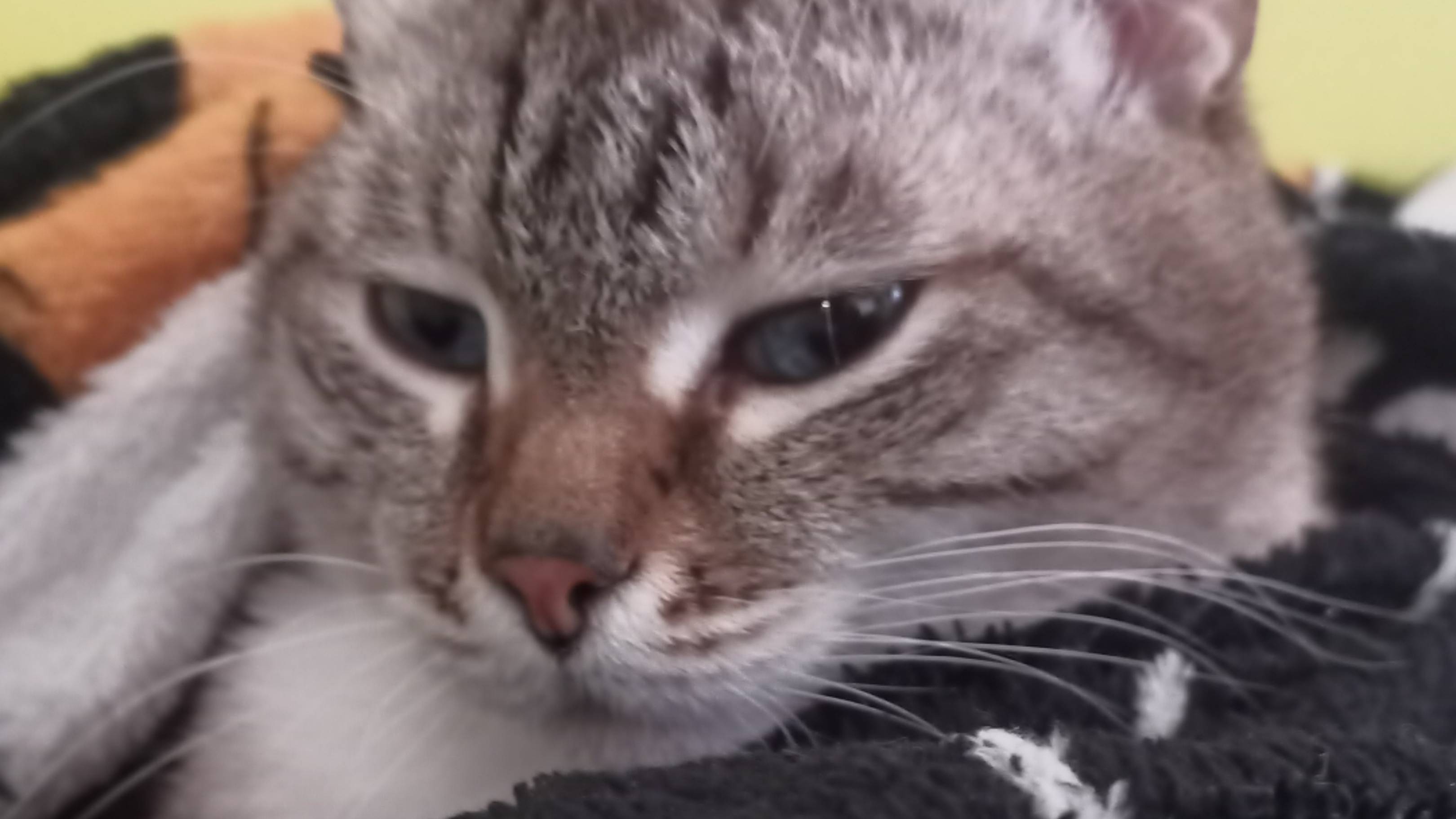 Это не парк, это радужные друзья 1!🌈 | Roblox 6 серия Rainbow friends 1