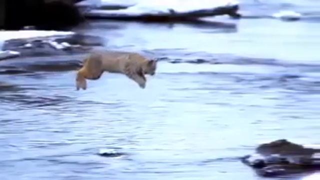 Невероятный прыжок кошки (Рысь)