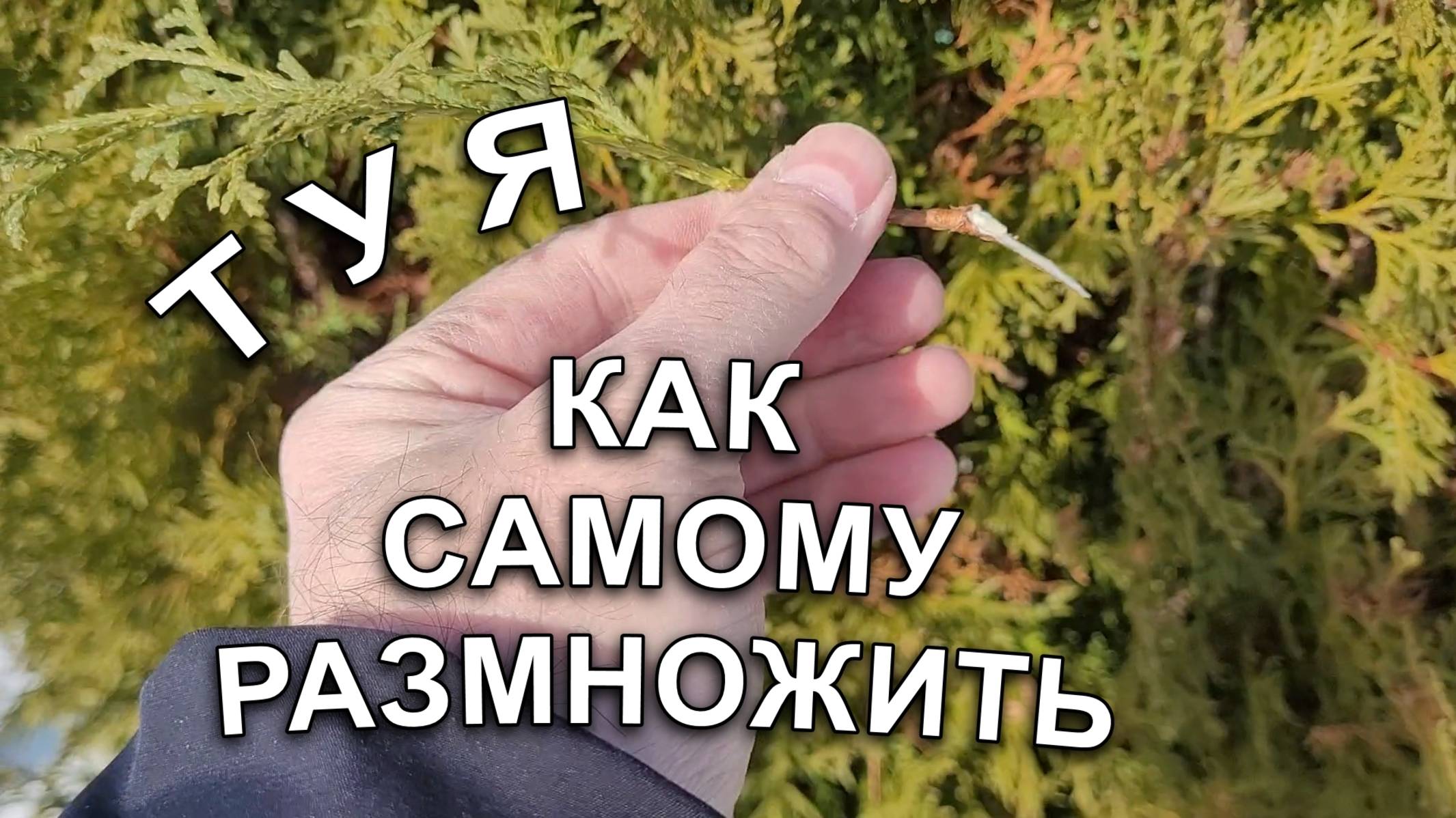 Как самому размножить, посадить дерево, туя,  черенками. Часть 1.