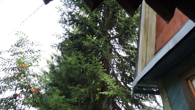 Белка и пятеро бельчат. Первый выход в свет