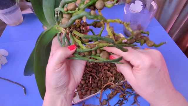 20.02.25.Белая Орхидея отцвела..пересадка в кору в другое кашпо.