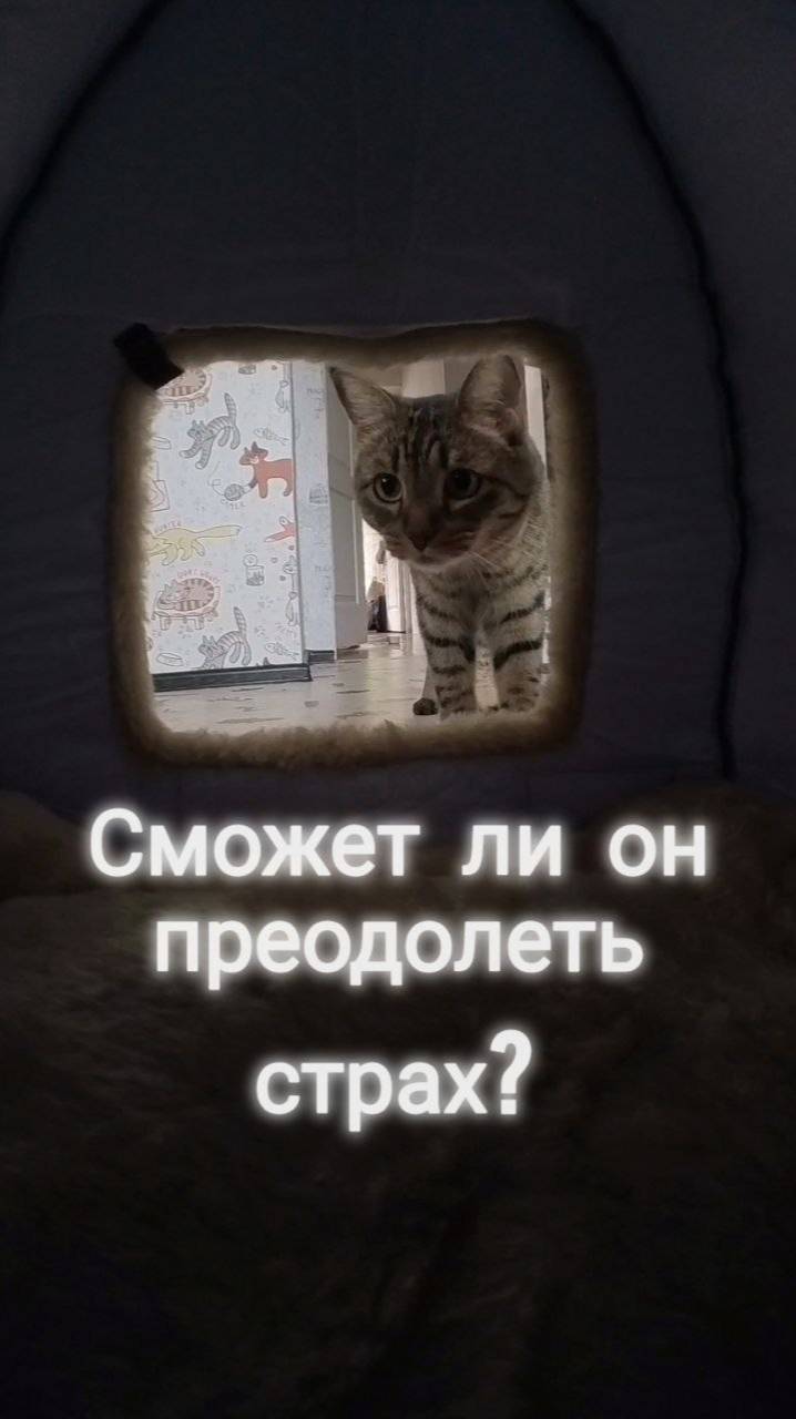 Распаковка домика для котика